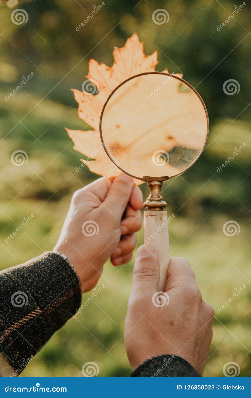Scientist Examines Leaf of Tree through Magnifying Glass Stock Image ...