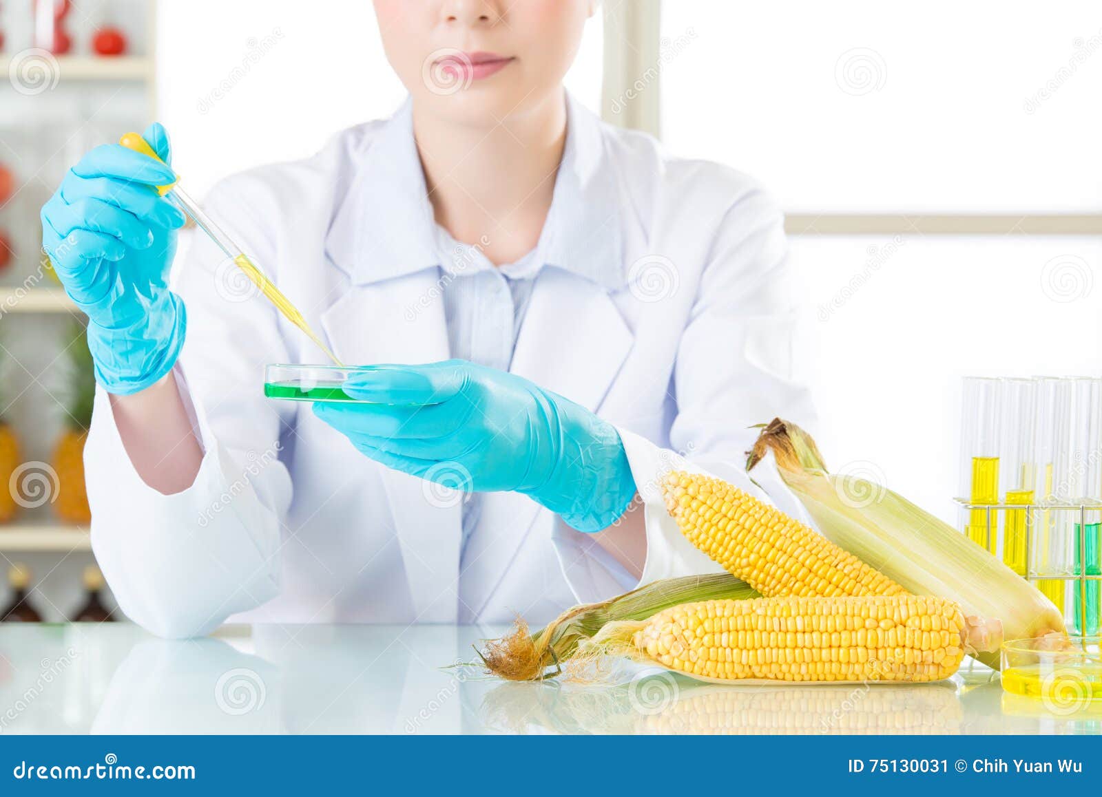 Scientist Examining Corn Genetic Modification Research Stock Image ...