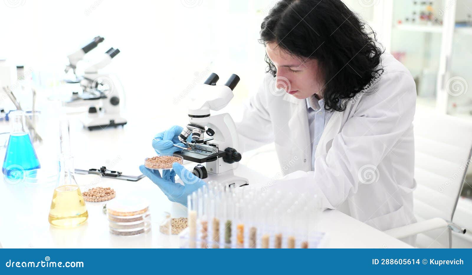 Scientist Examining Grains of Wheat Under Microscope in Laboratory ...