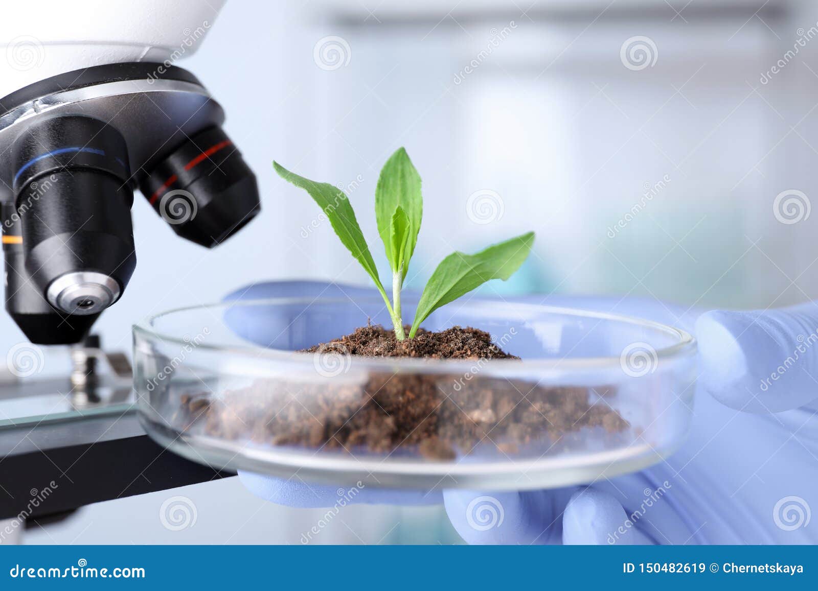 Scientist Examining Green Plant with Microscope in Laboratory Stock ...
