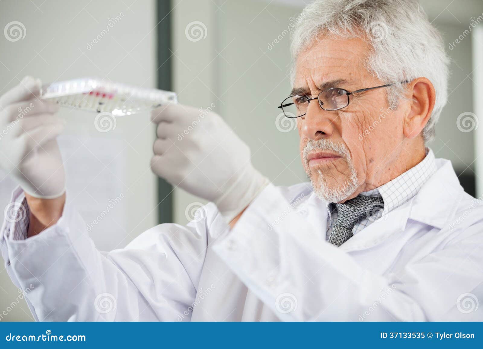 Scientist Examining Microplate in Laboratory Stock Image - Image of ...