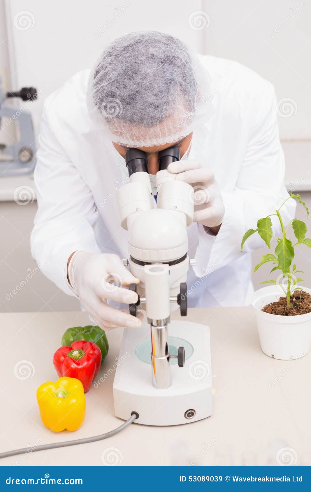Scientist Examining Peppers with Microscope Stock Image - Image of ...