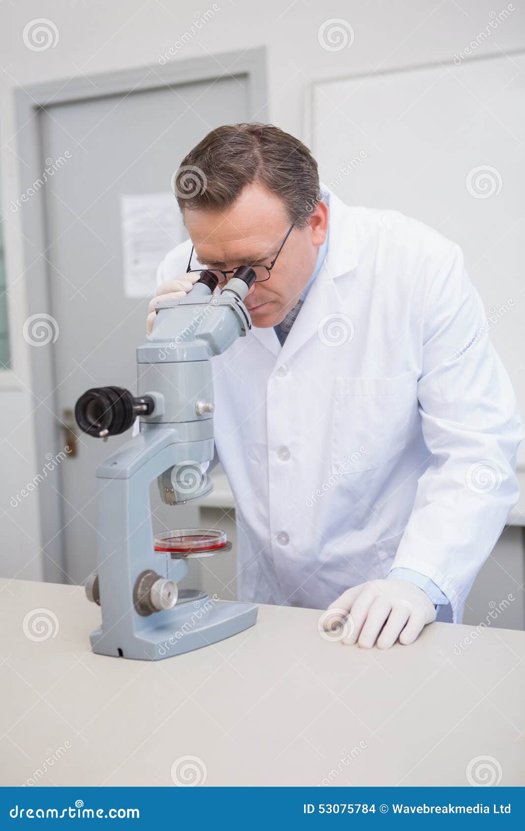 Scientist Examining Petri Dish with Microscope Stock Photo - Image of ...