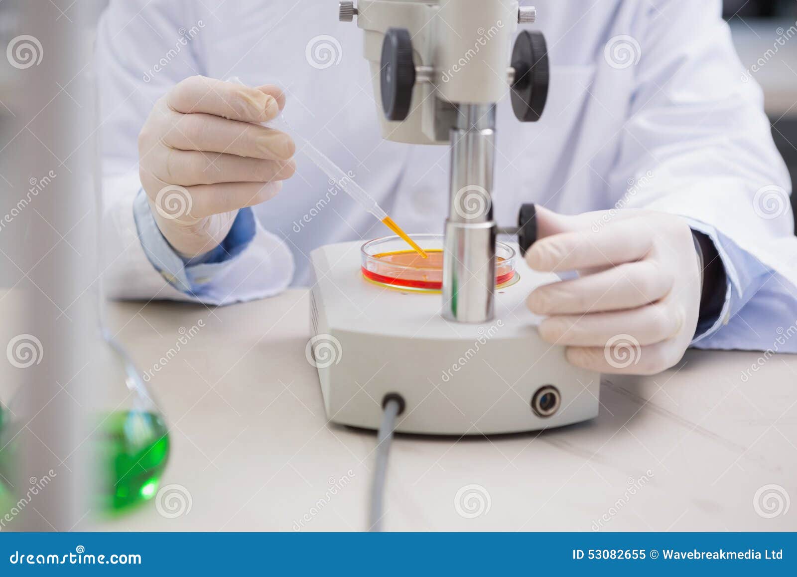 Scientist Examining Petri Dish with Microscope Stock Image - Image of ...
