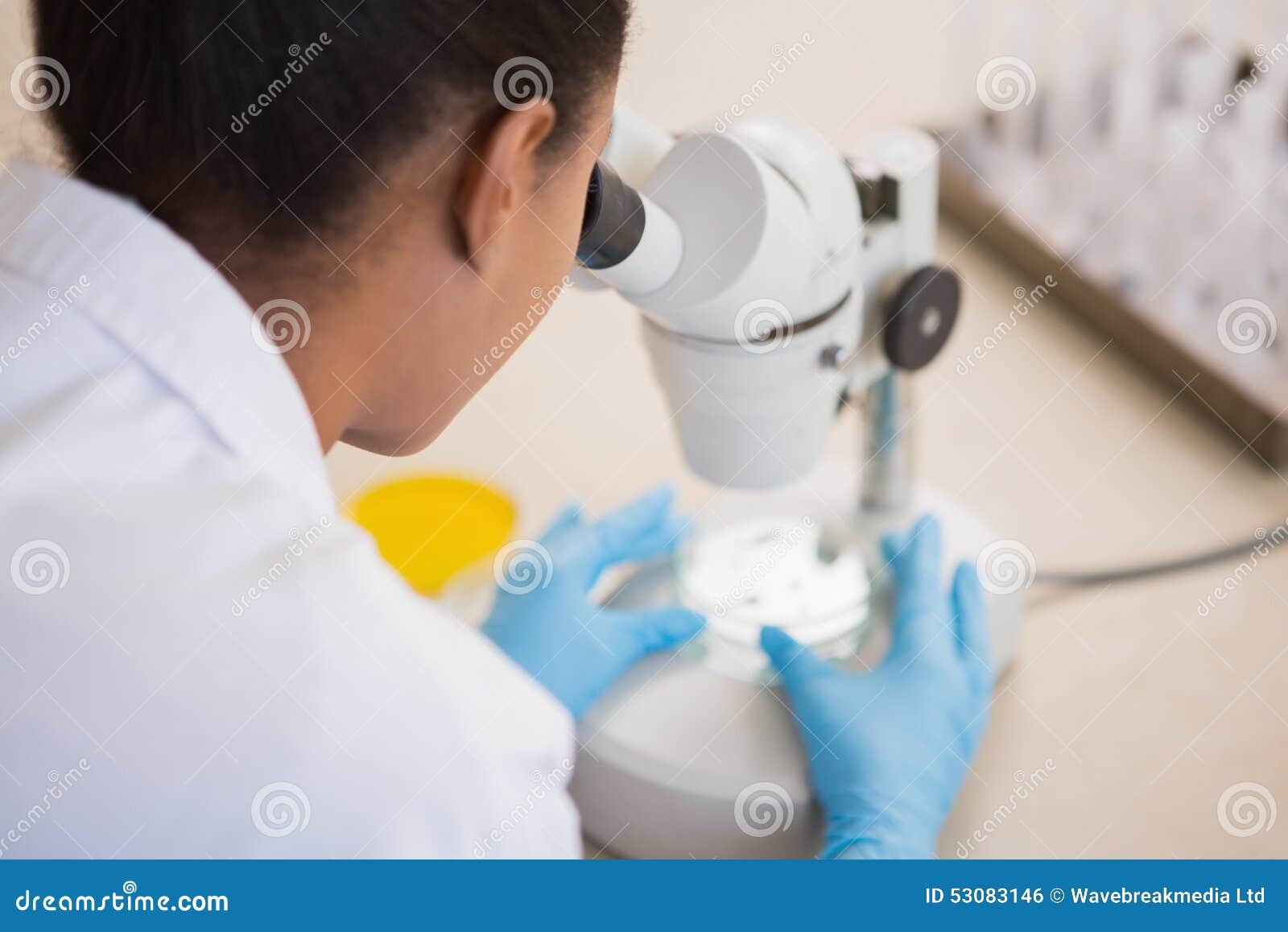 Scientist Examining Petri Dish Under Microscope Stock Photo - Image of ...