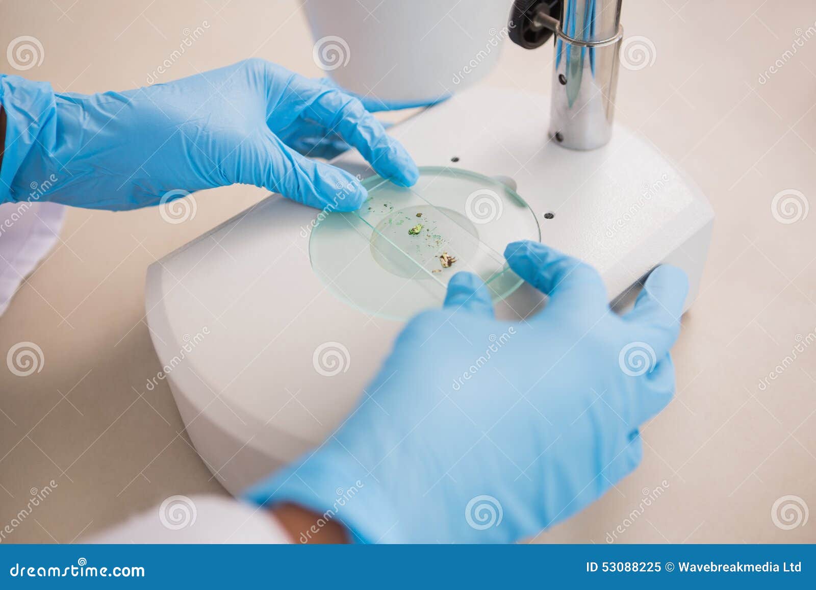 Scientist Examining Petri Dish Under Microscope Stock Image - Image of ...