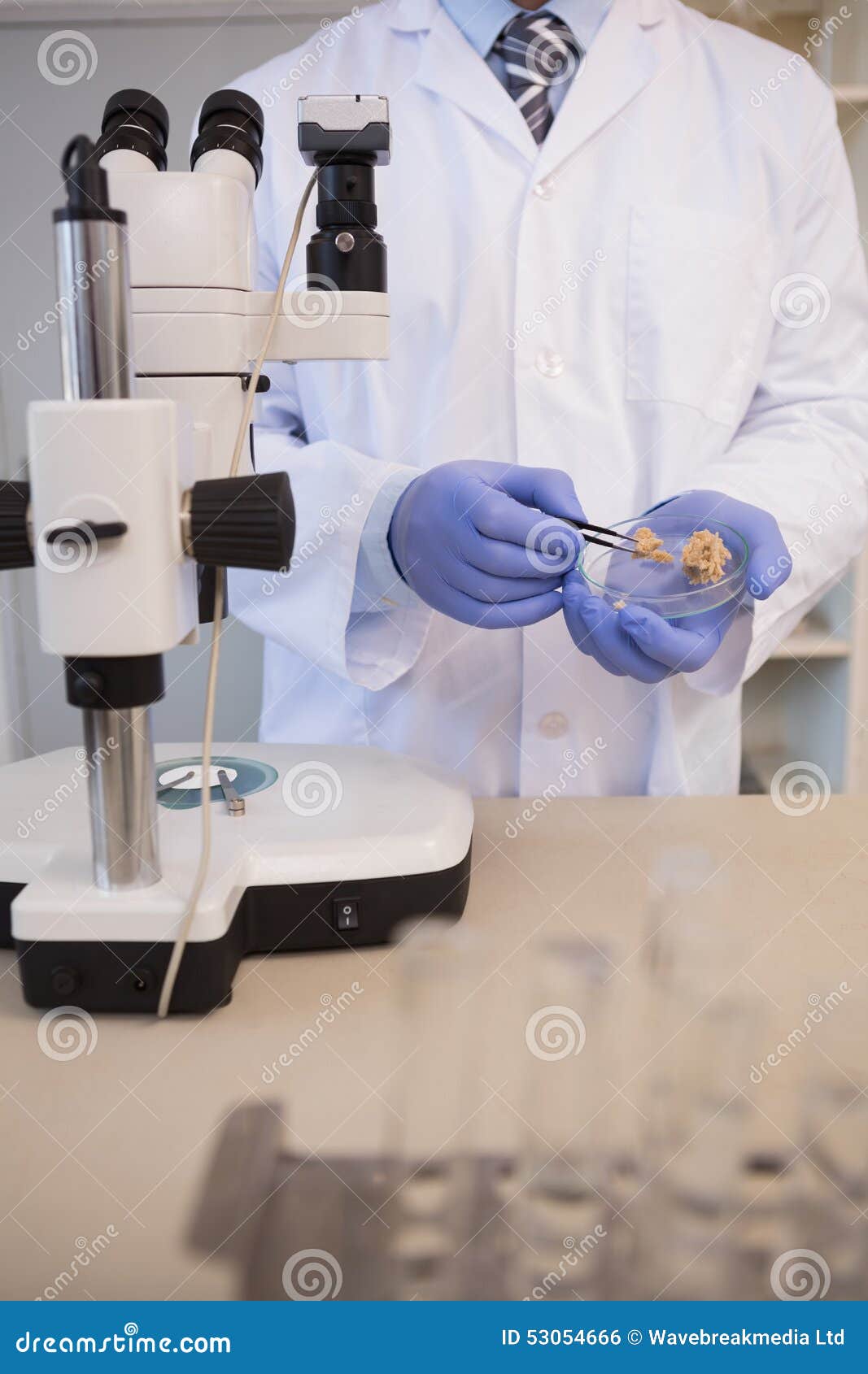 Scientist Examining Pieces of Bread Stock Photo - Image of medicine ...