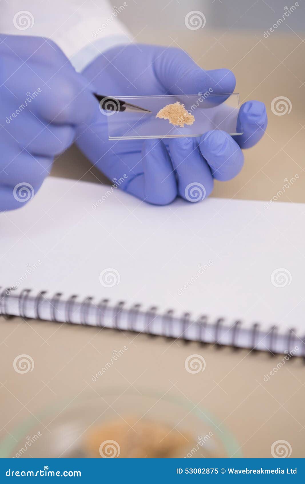 Scientist Examining Pieces of Bread Stock Image - Image of dish ...