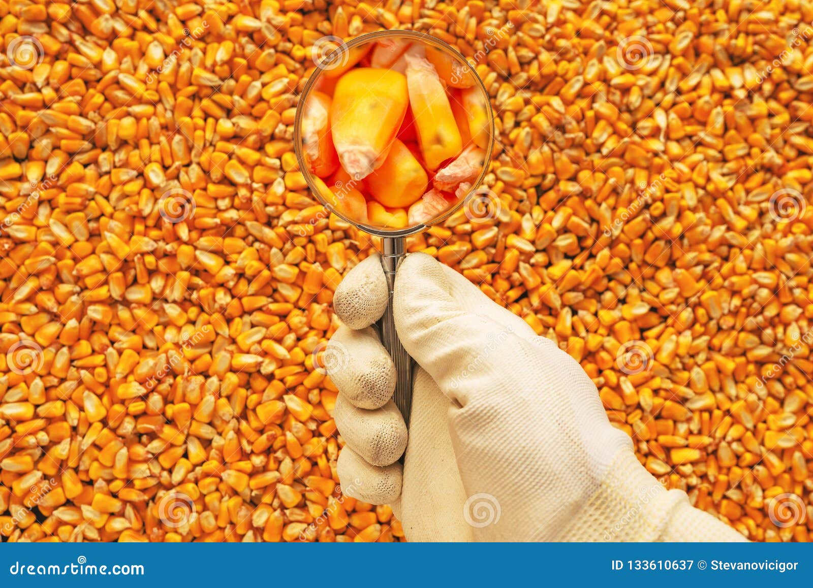 Scientist Examining Quality of Harvested Corn Seed Kernels Stock Image ...
