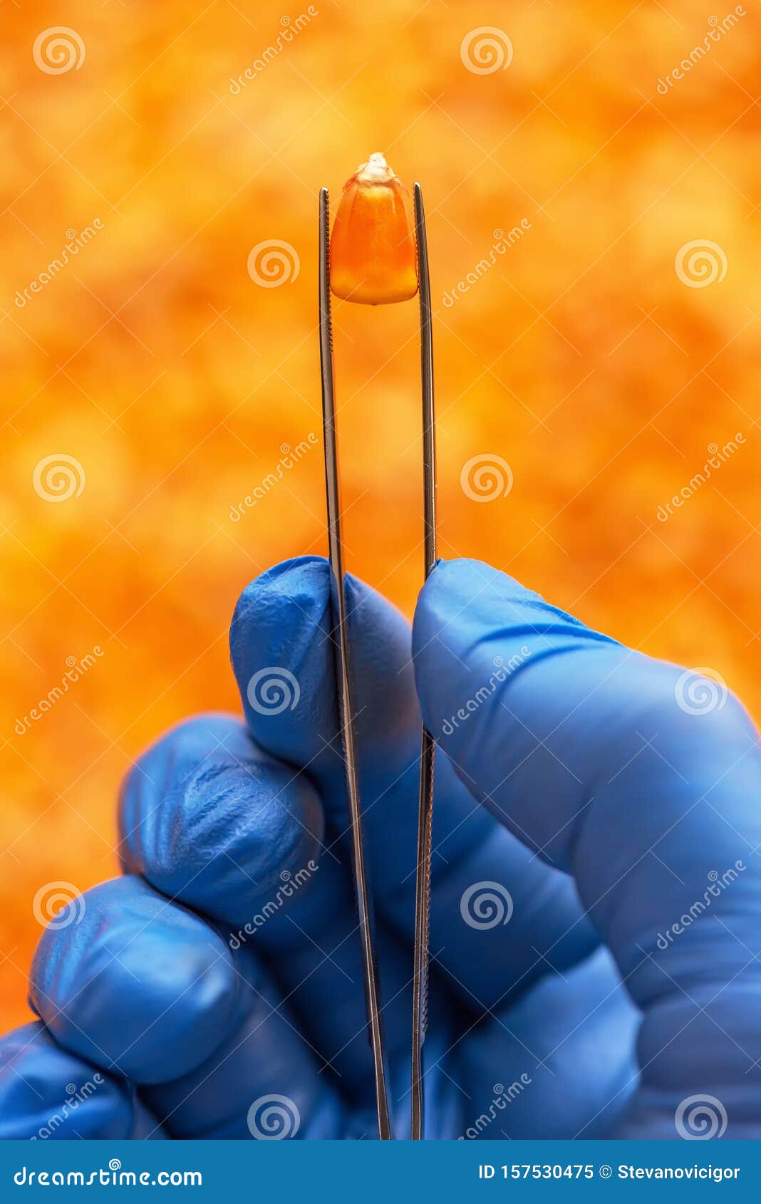 Scientist Examining Quality of Harvested Corn Seed Kernels Stock Image ...