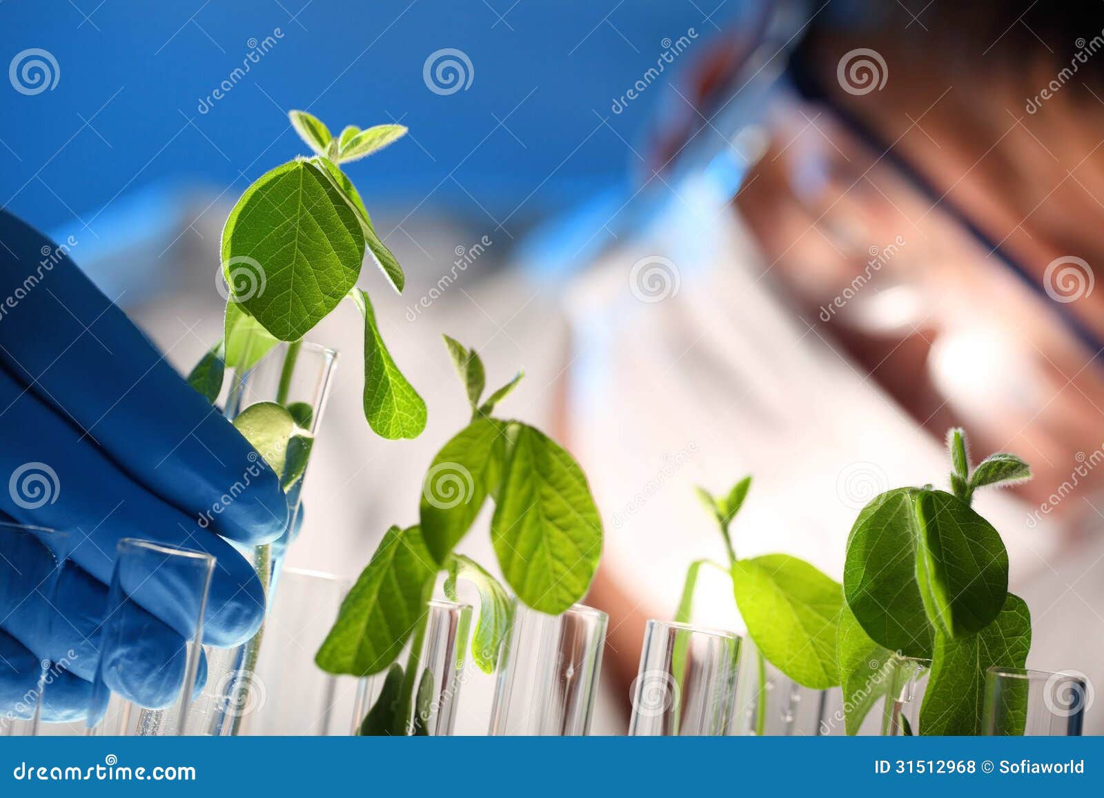 Scientist Examining Samples with Plants Stock Photo - Image of ...