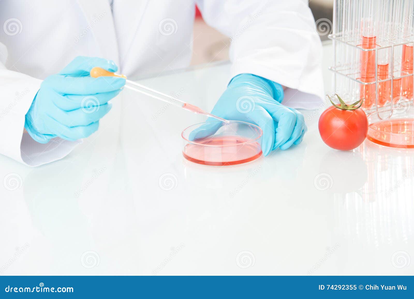 Scientist Examining Tomato Genetic Modification Research Stock Image ...