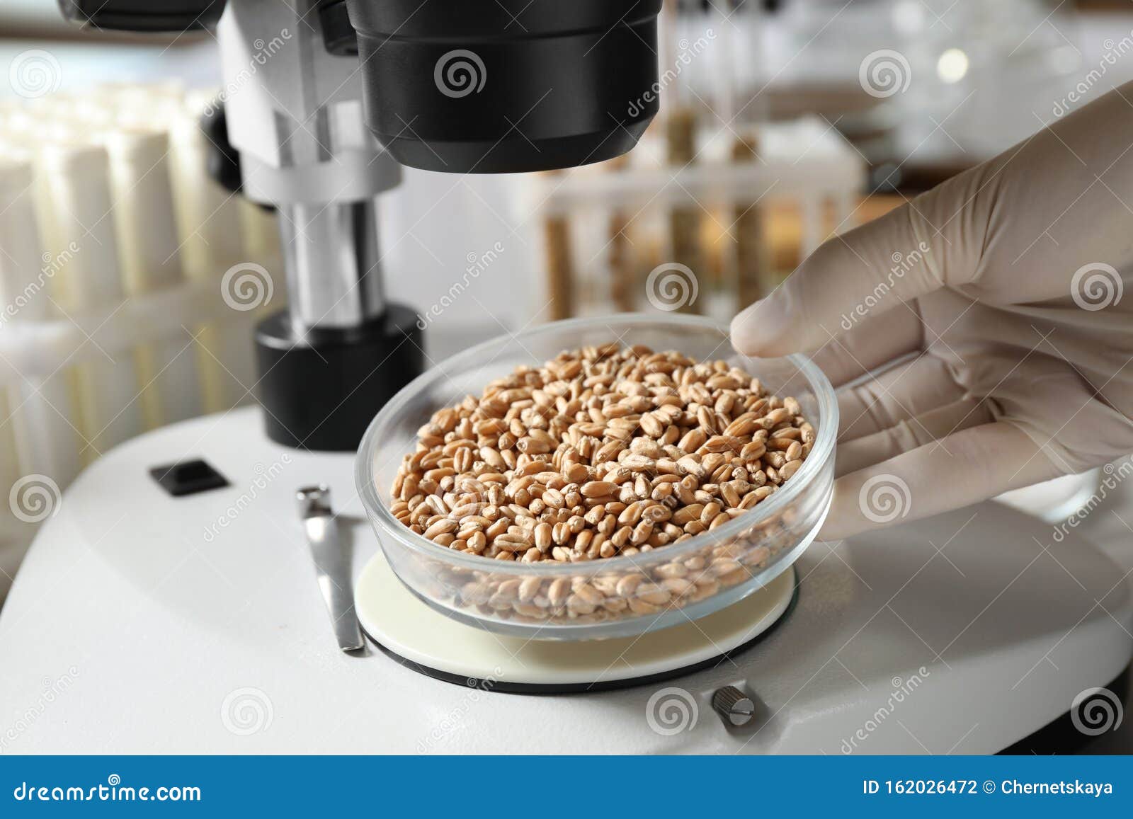 Scientist Examining Wheat Grains with Microscope in Laboratory Stock ...
