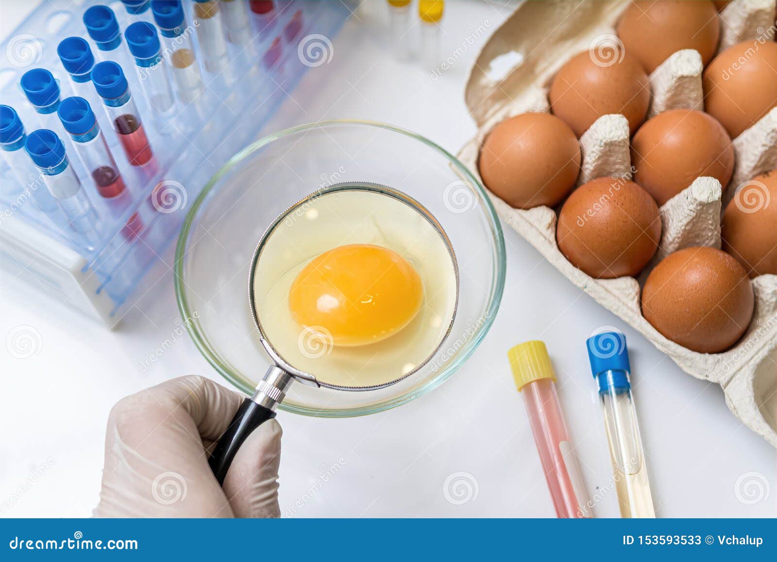 Scientist is Examining Yolk with Magnifying Glass. Eggs Quality Control ...