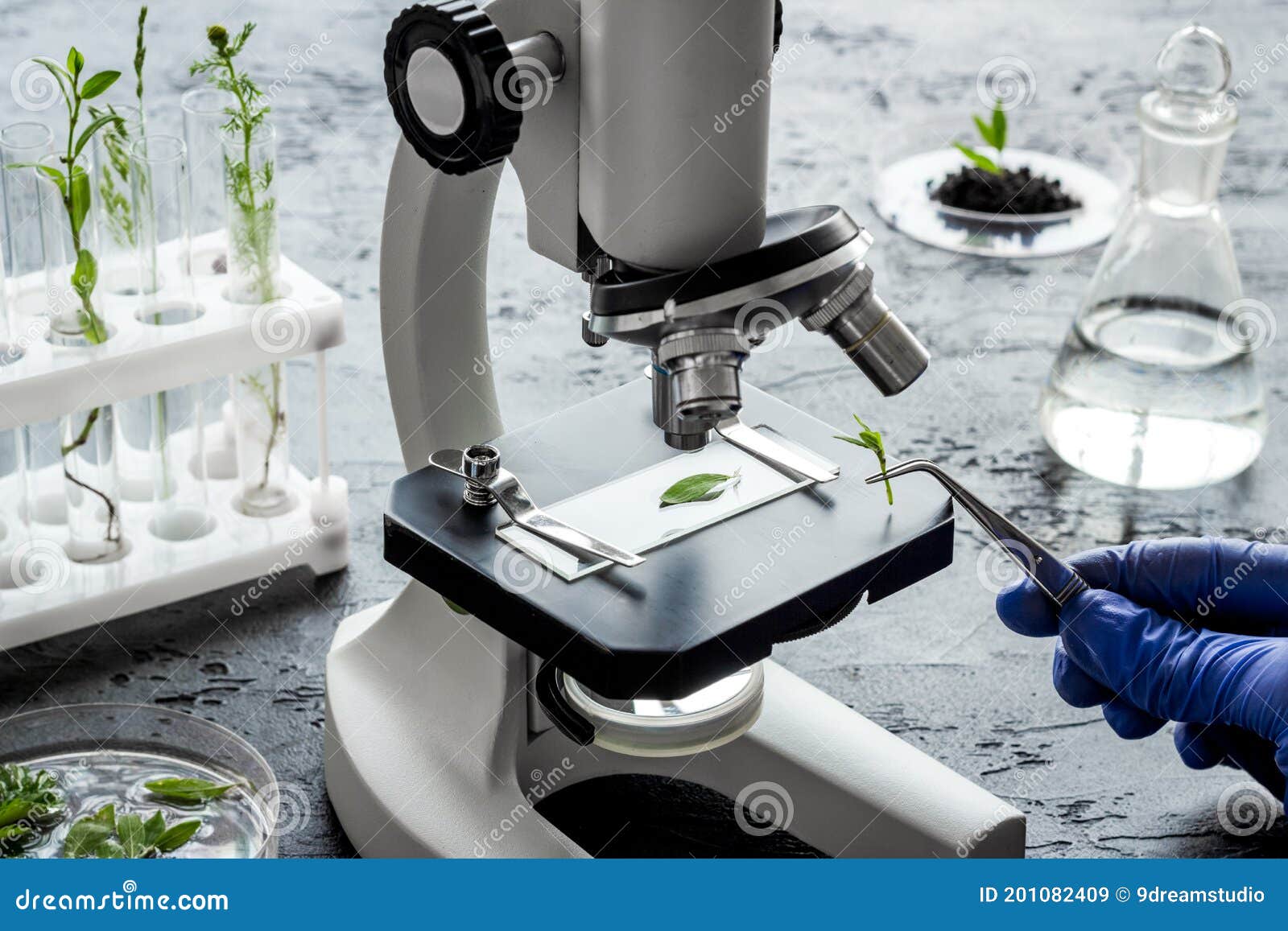 Scientist in Gloves Doing Test with Plants and Microscope in Biological ...