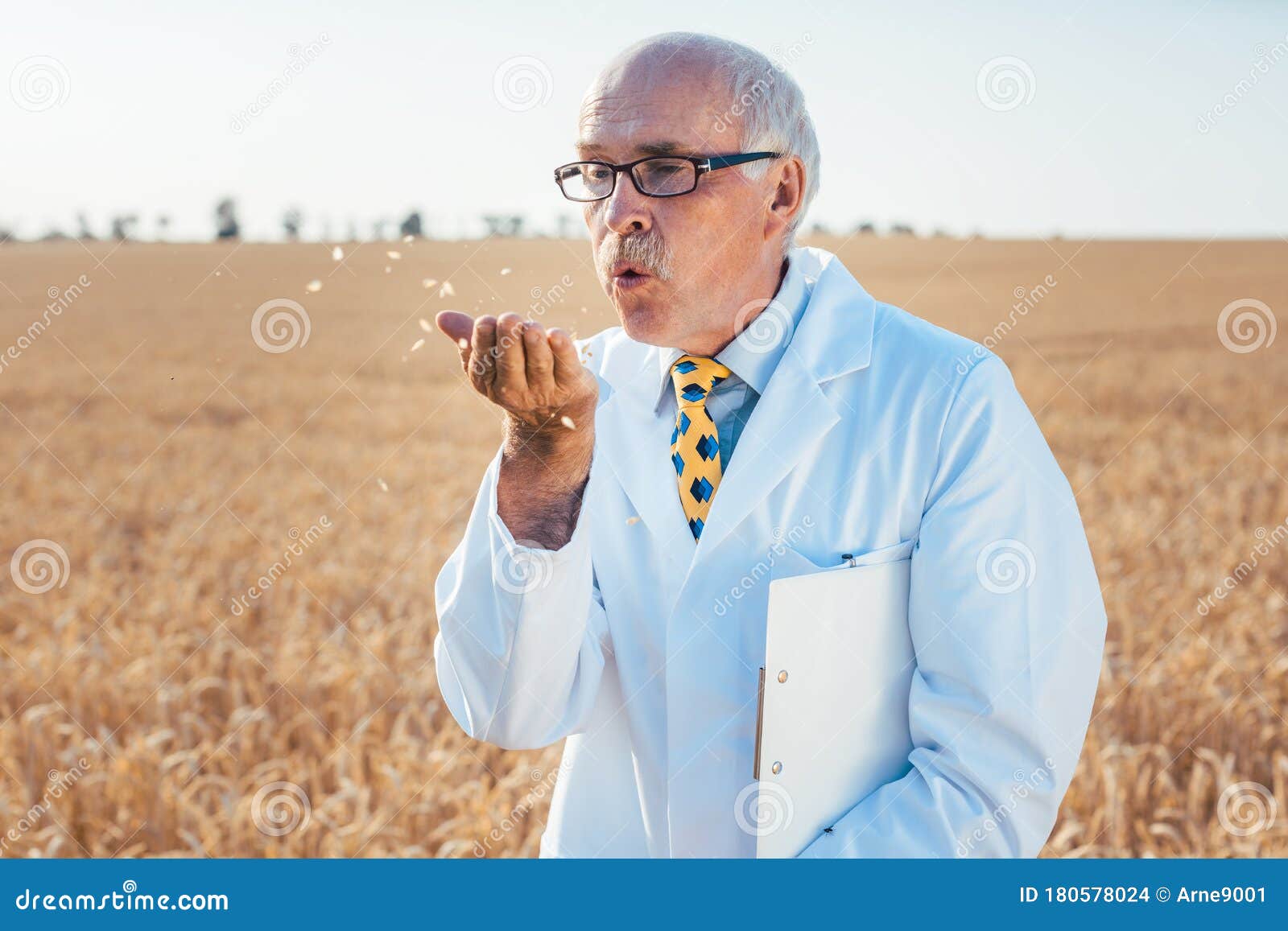 Scientist in Grain Field Testing the Ears for Quality Stock Photo ...