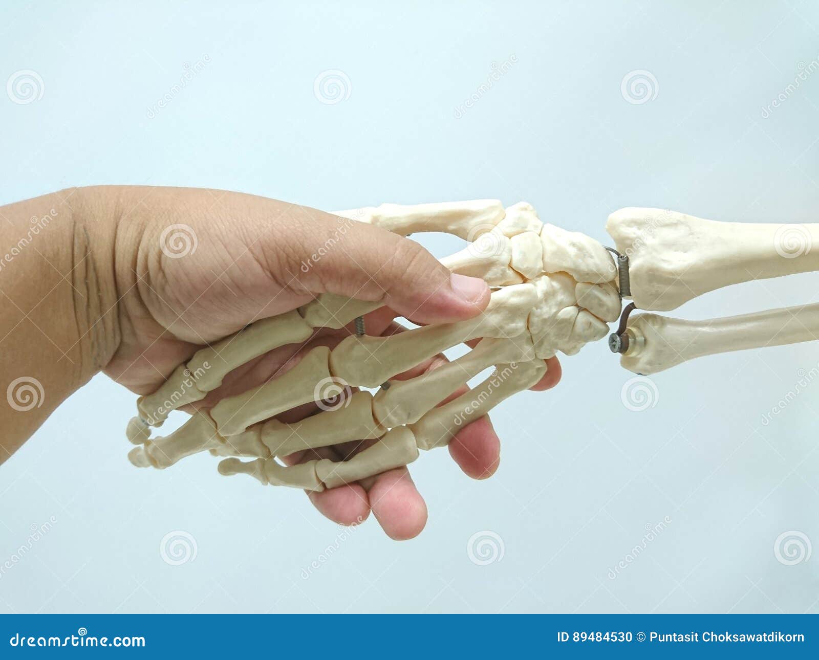 Scientist Handshake with Human Skeleton Model Stock Photo - Image of ...