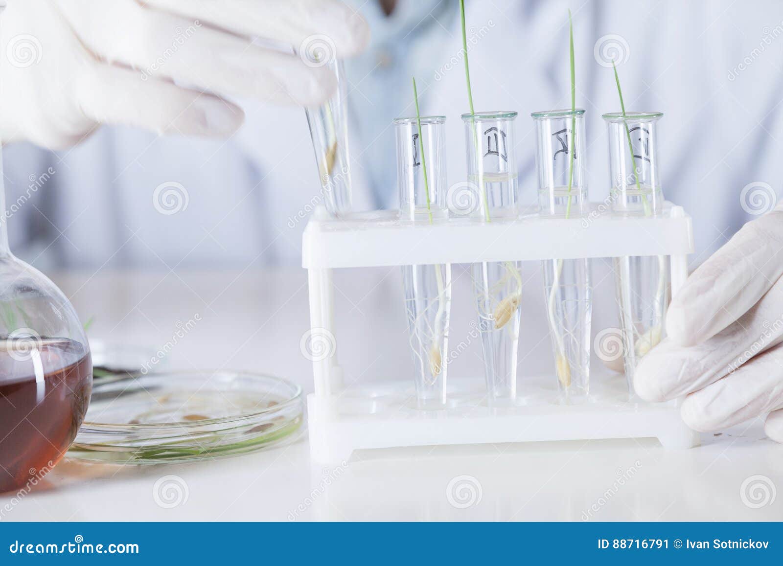 The Scientist Has a Test Tube with a Plant in a Stand for Vials Stock ...