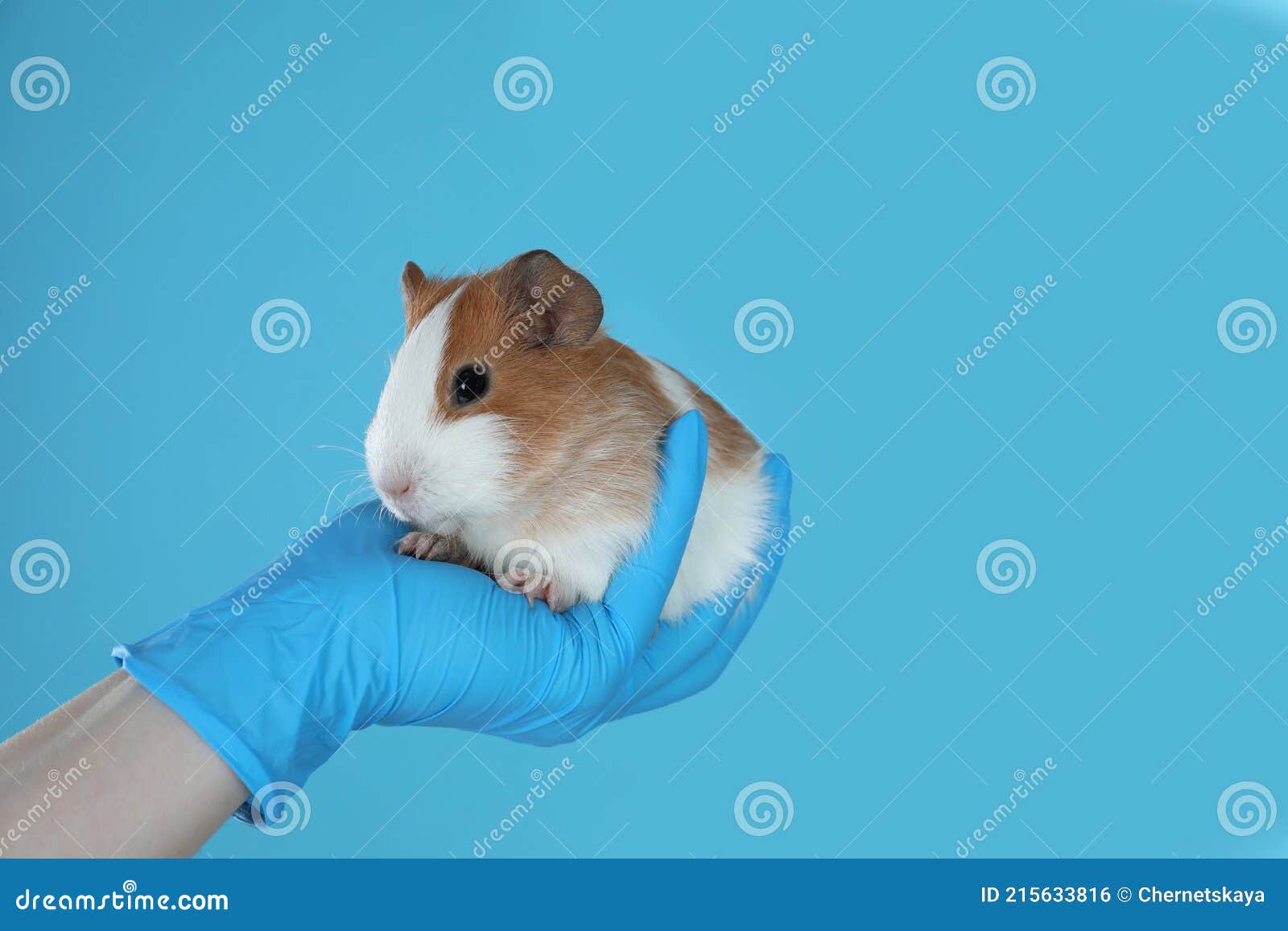 Scientist Holding Guinea Pig on Light Blue Background, Closeup. Animal ...