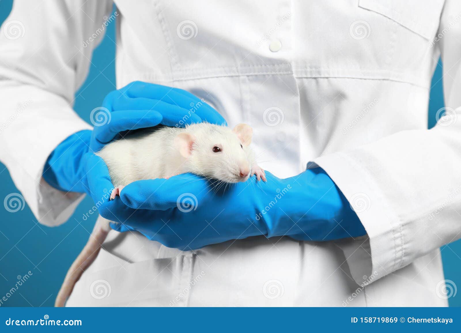 Scientist Holding Laboratory Rat. Small Rodent Stock Image - Image of ...