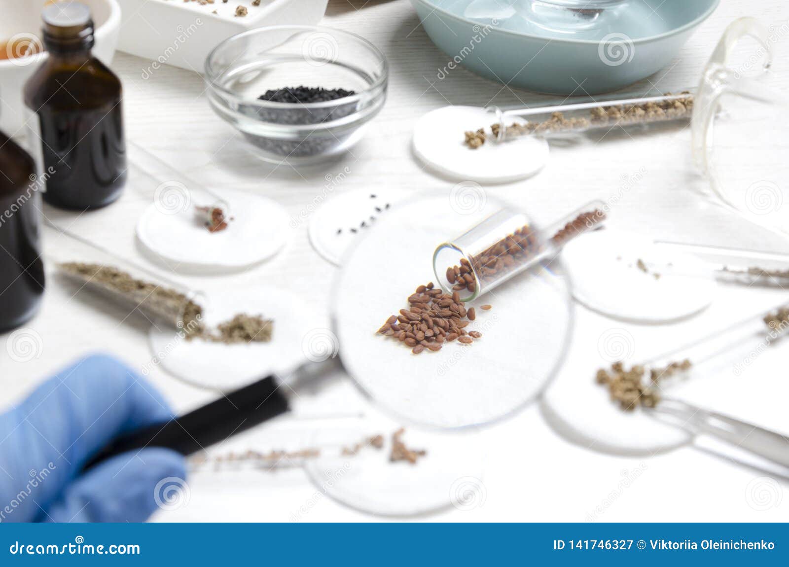 Scientist Holding Magnifying Glass and Testing the Class of Seeds ...