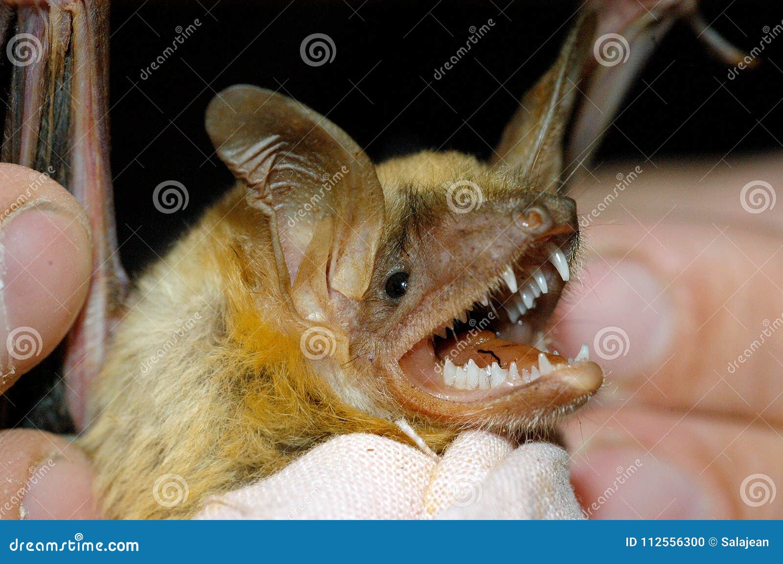 Close up of a bat stock photo. Image of rhinolopus, plecotus - 112556300