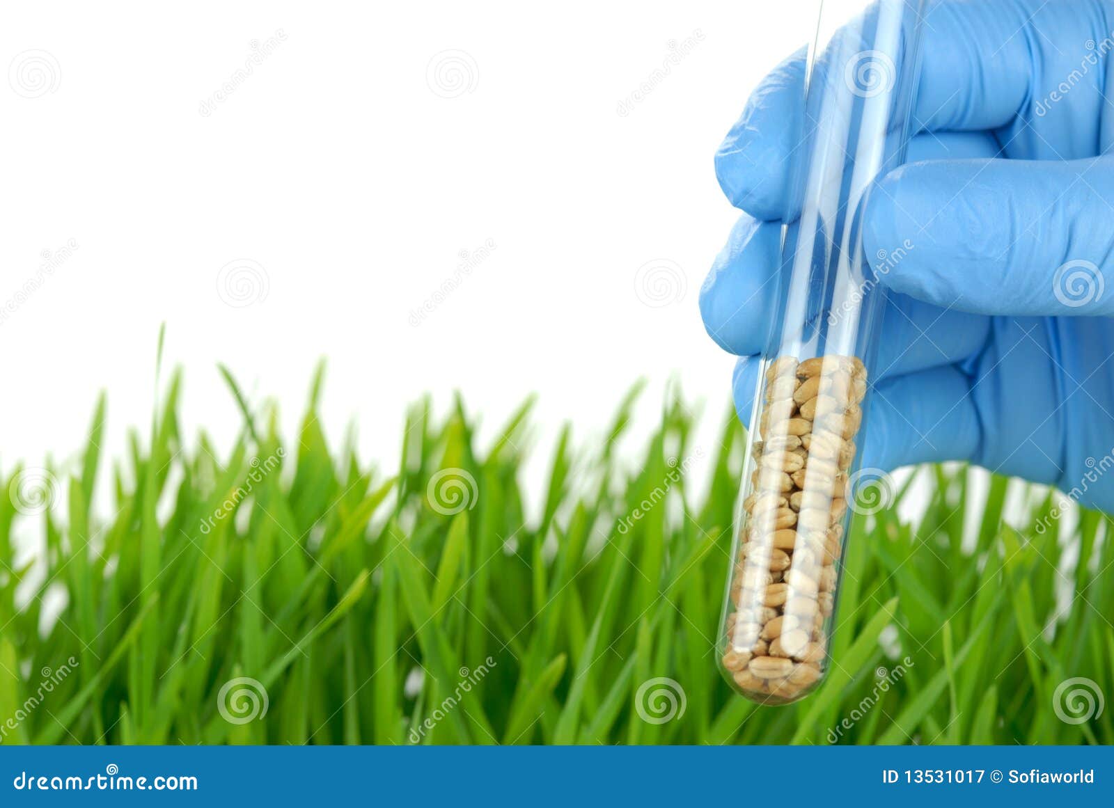 Scientist Holding Test Tube with Wheat Seeds Stock Image - Image of ...
