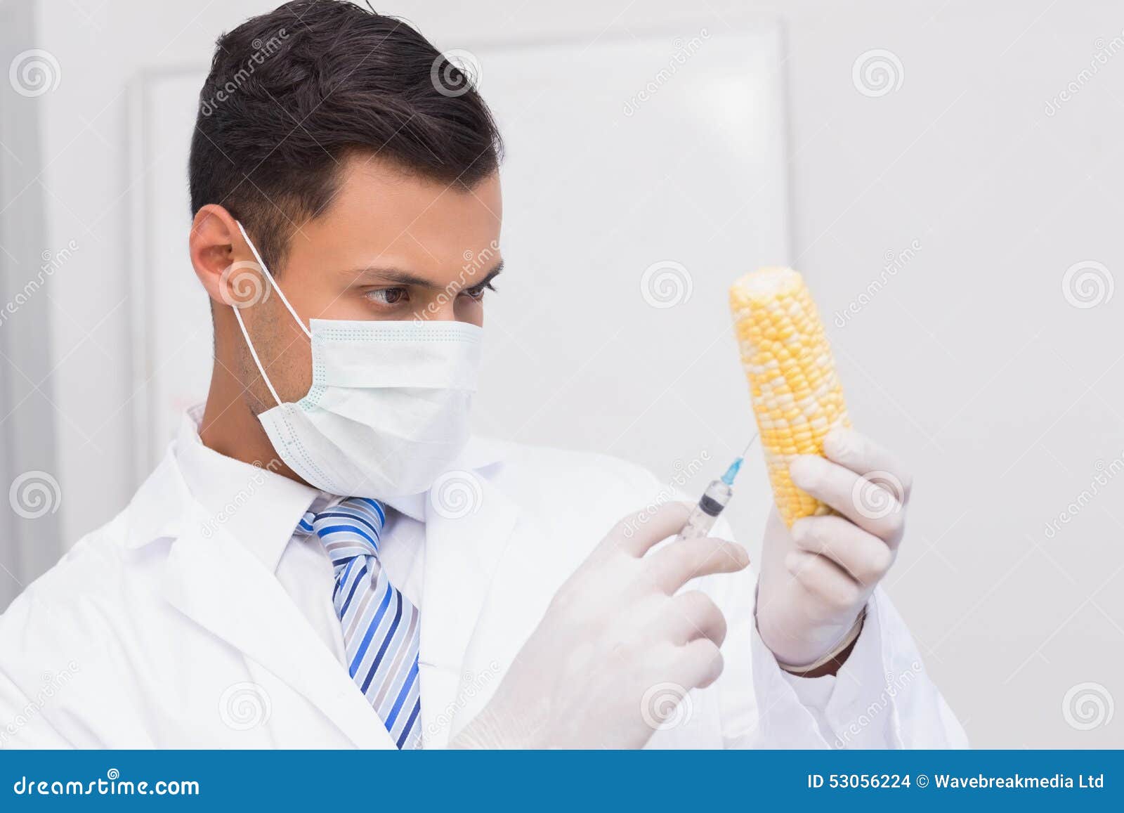 Scientist Injecting a Corn Cob Stock Photo - Image of ptotective ...