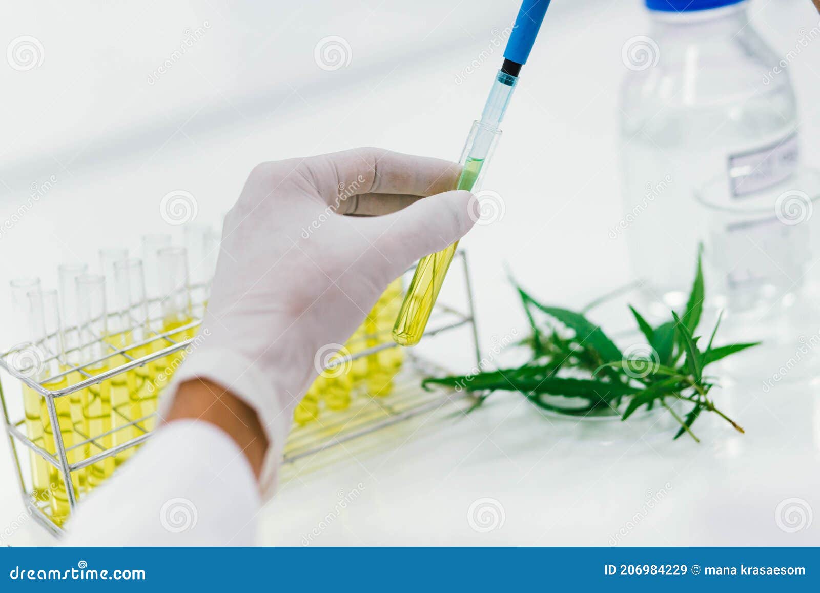Scientist in Laboratory Testing Cbd Oil Extracted from a Marijuana ...