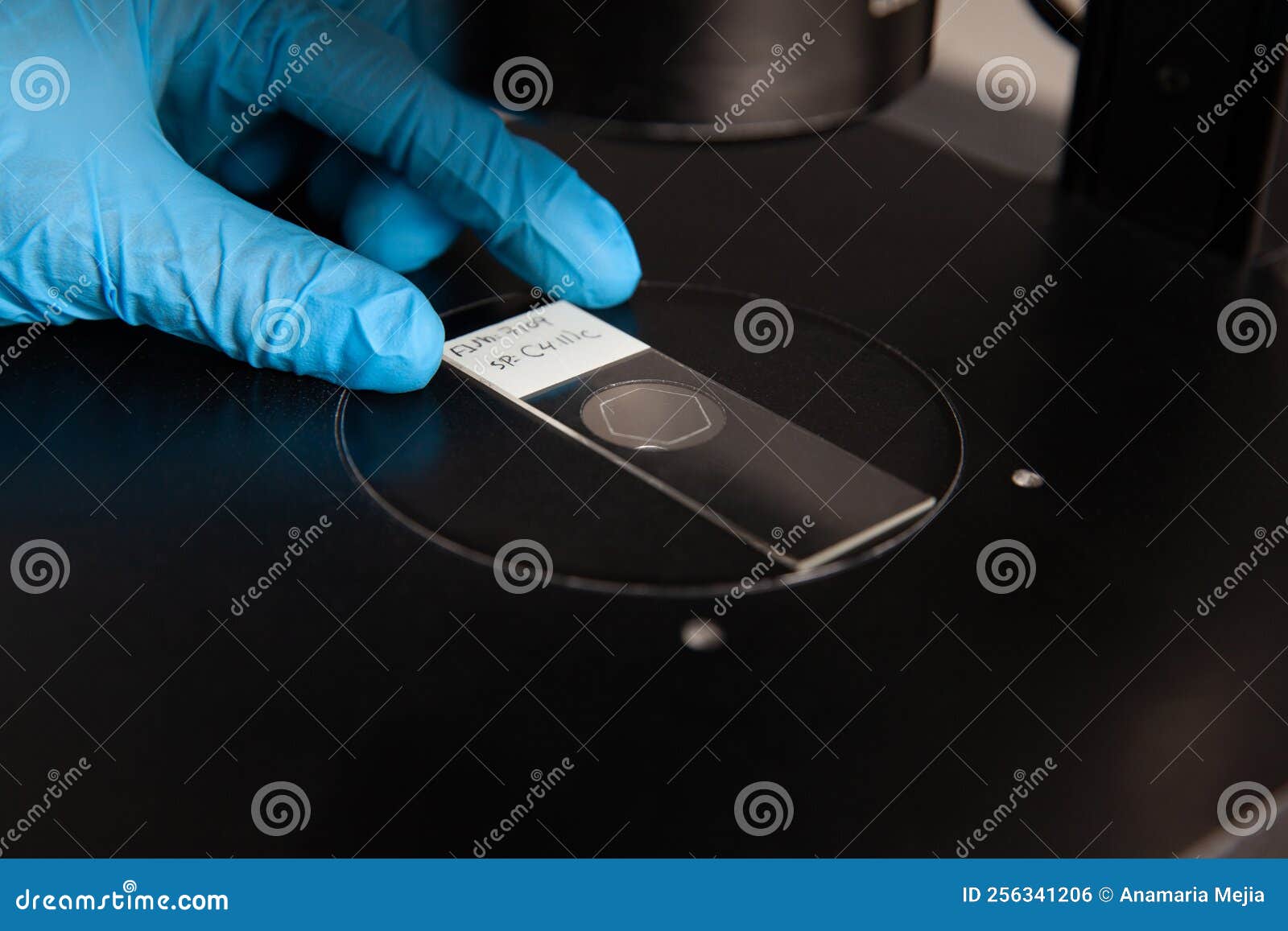 Scientist Looking at Slides with Patient Samples Using an Inverted ...