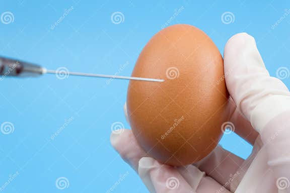 The Scientist Makes an Injection with a Syringe into the Egg Stock ...