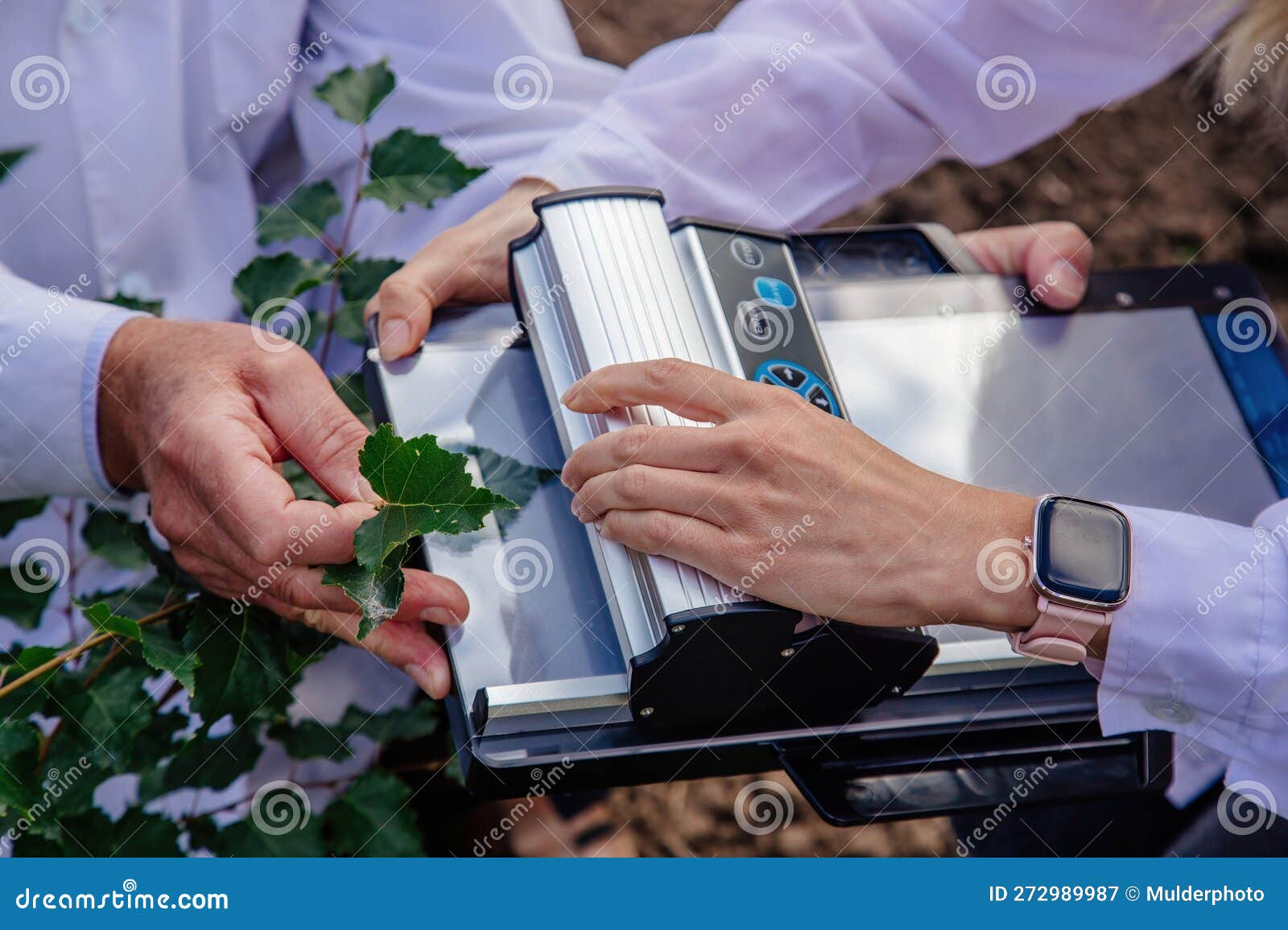 Scientist Measuring Leaf Area by Handheld Instrument that Performs Non ...