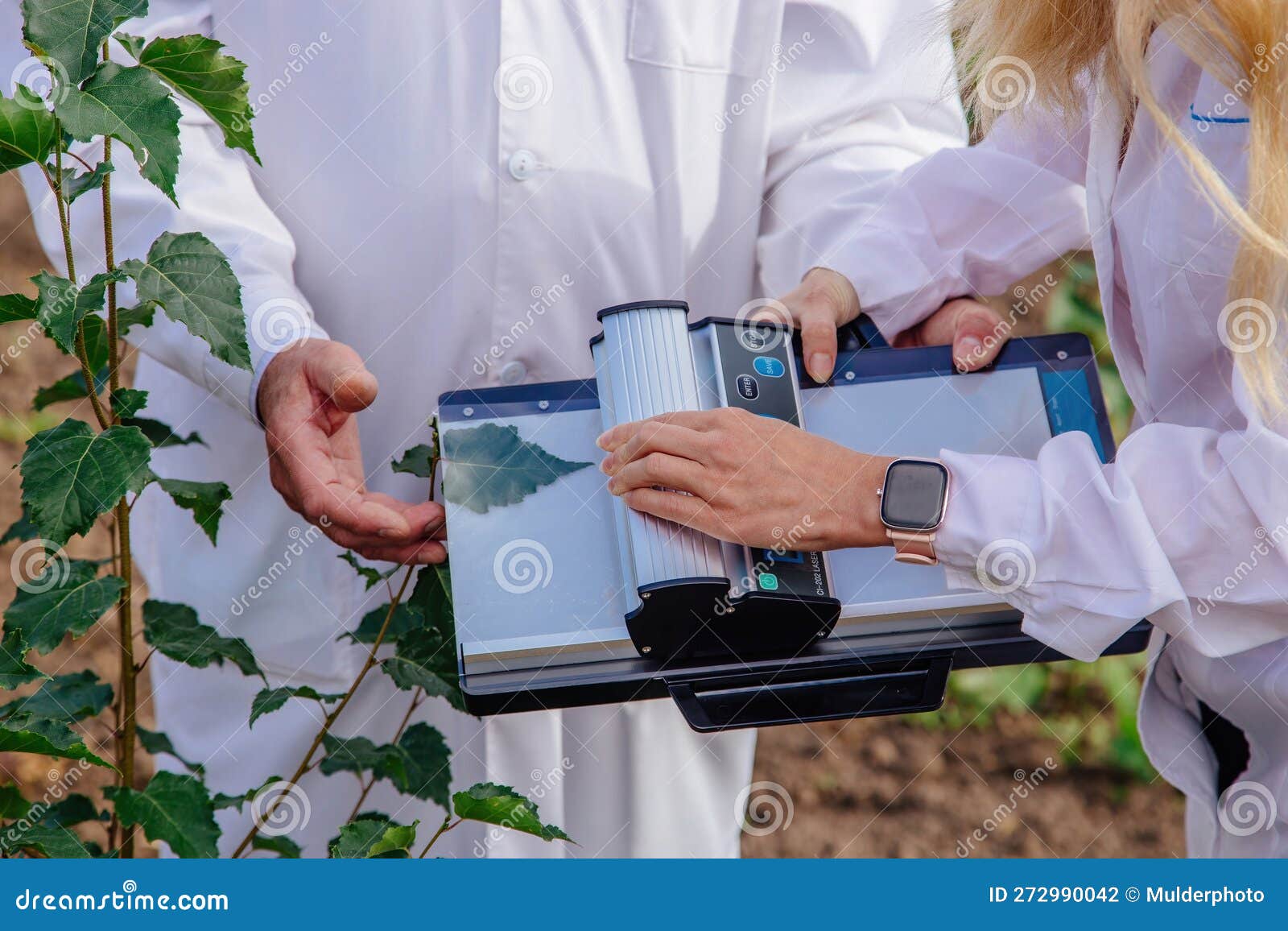Scientist Measuring Leaf Area by Handheld Instrument that Performs Non ...