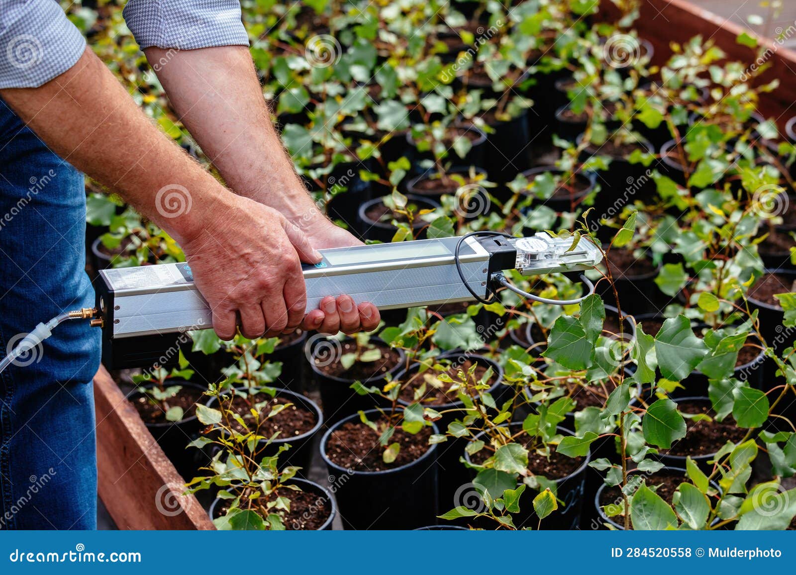 Scientist Measuring Plant Photosynthesis by Using Portable Device in ...