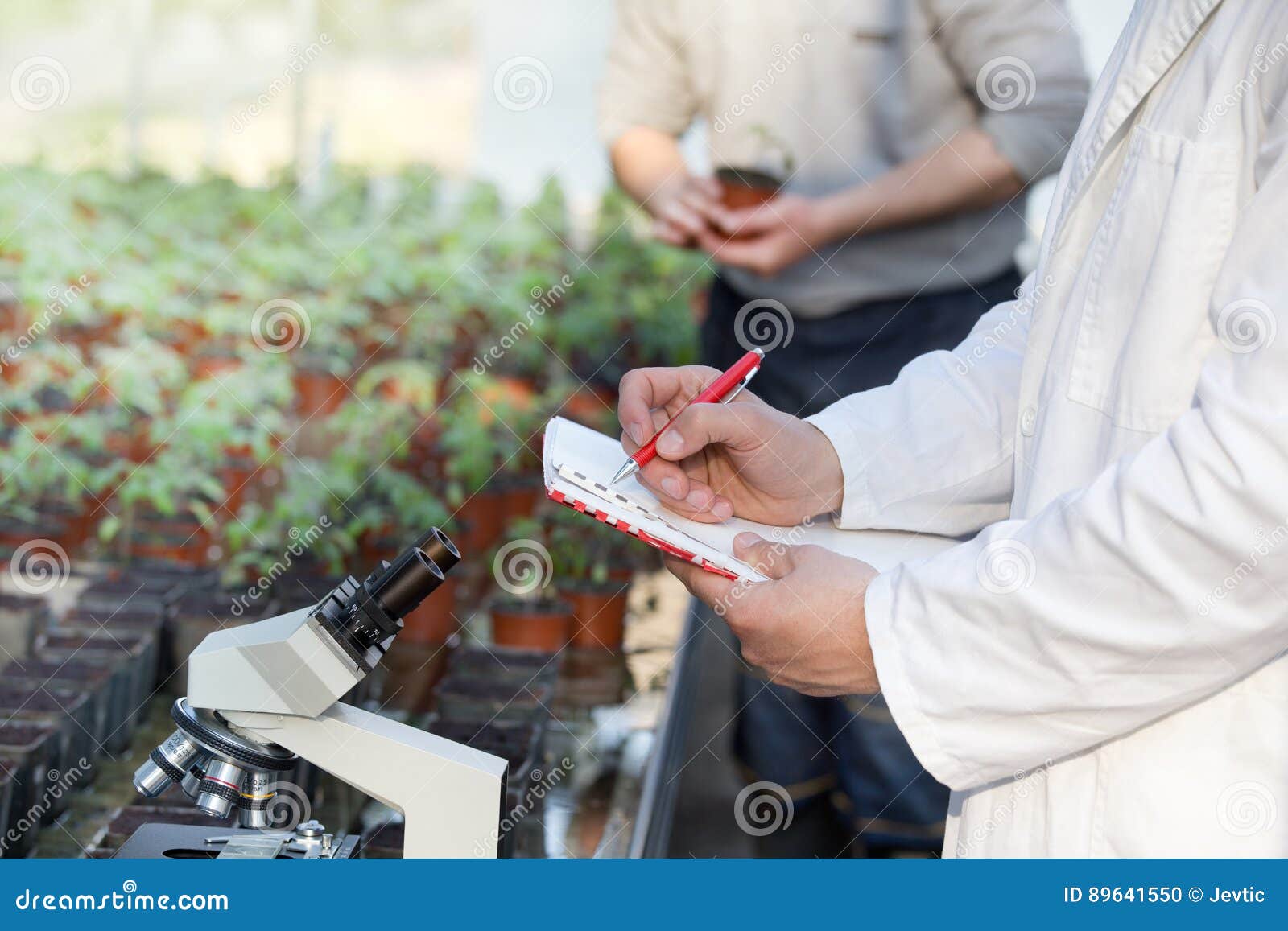 Scientist with Microscope and Seedlings Stock Photo - Image of agronomy ...