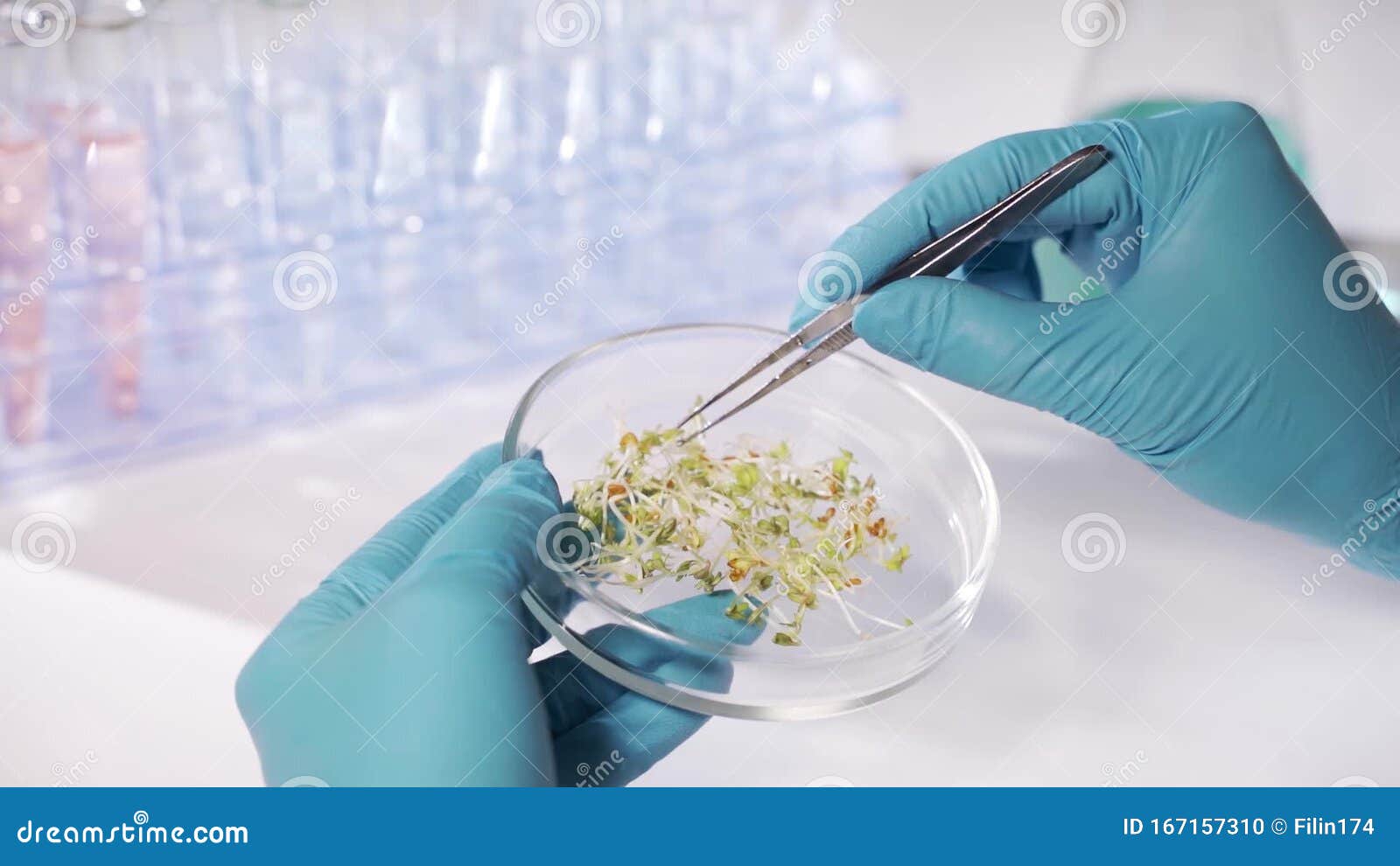 A Scientist in a Modern Laboratory is Conducting an Experiment on Plant ...
