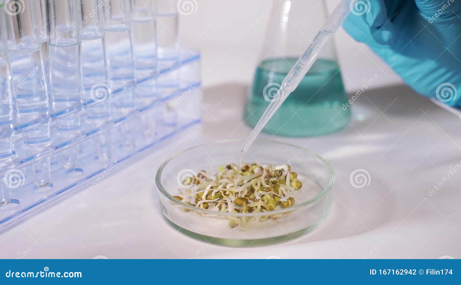 A Scientist in a Modern Laboratory is Conducting an Experiment on Plant ...