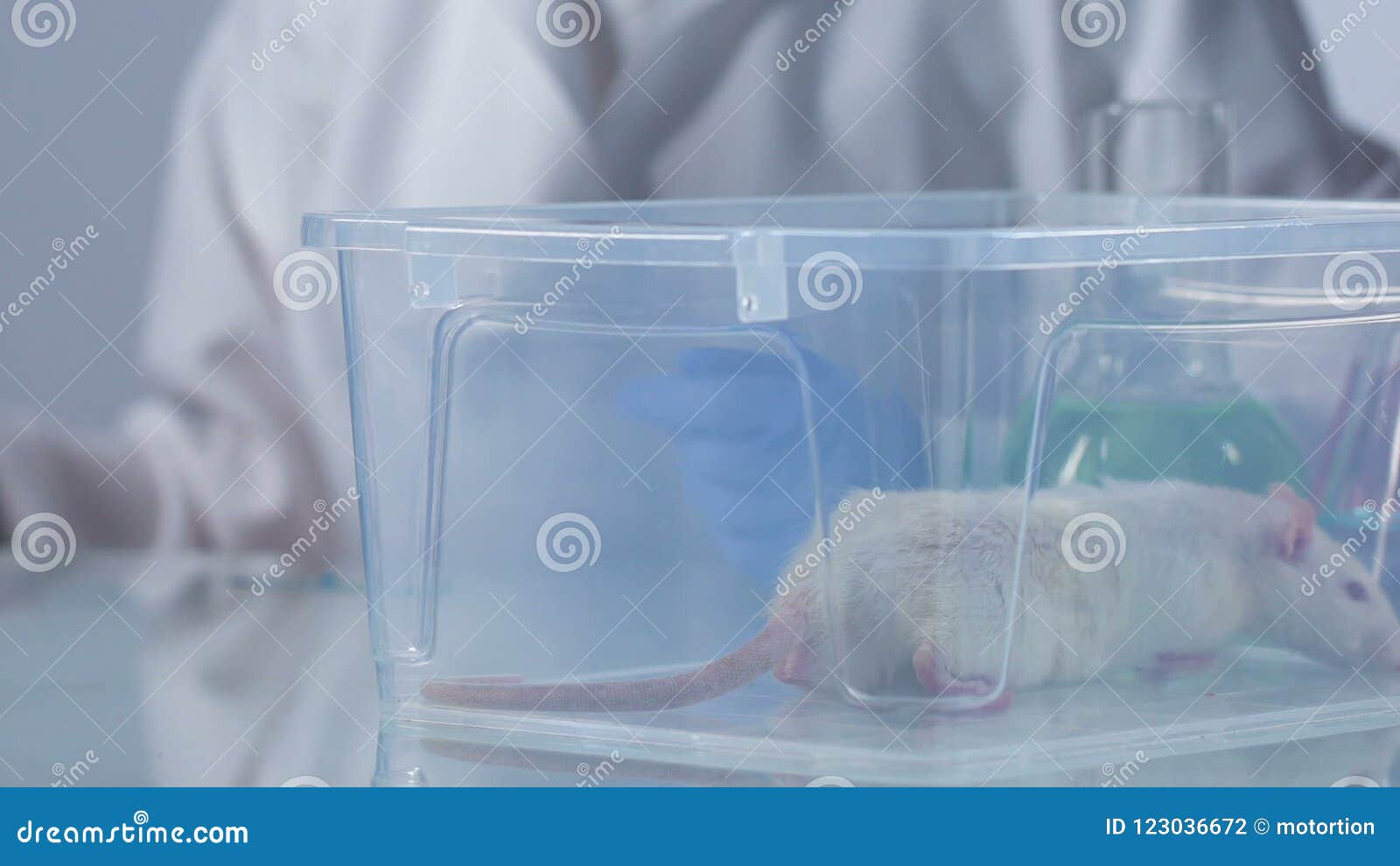 Scientist Observing Behavior of Laboratory Rat Examining Injection ...