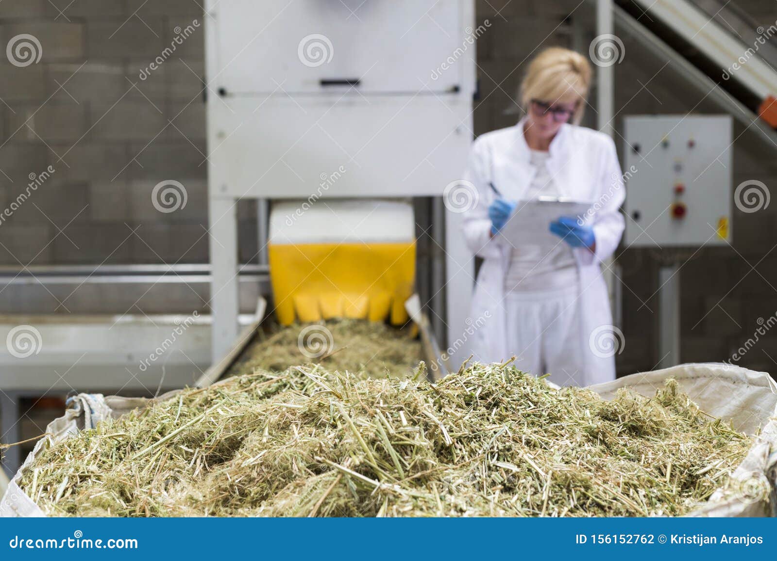 Scientist Observing Dry CBD Hemp Plants by the Sorting Machine in ...