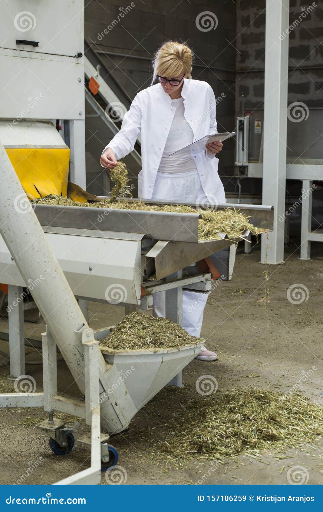 Scientist Observing Dry CBD Hemp Plants by the Sorting Machine in ...