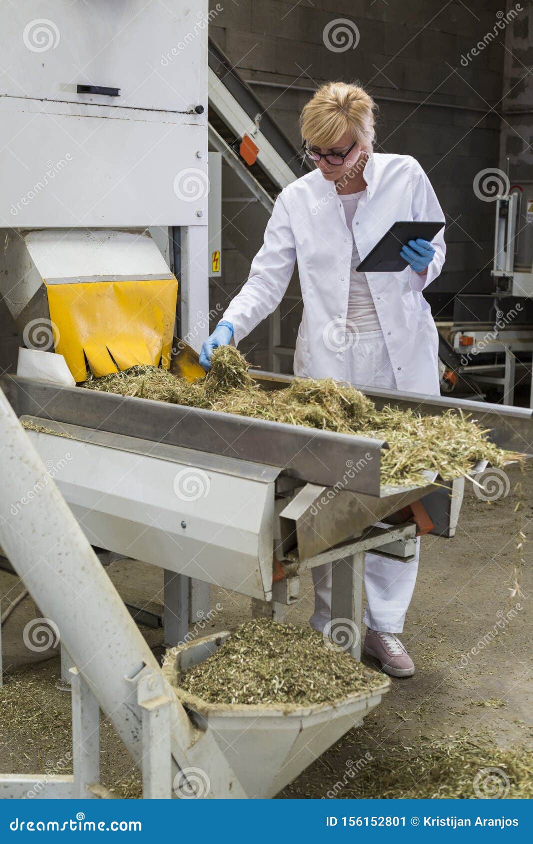 Scientist Observing Dry CBD Hemp Plants by the Sorting Machine in ...