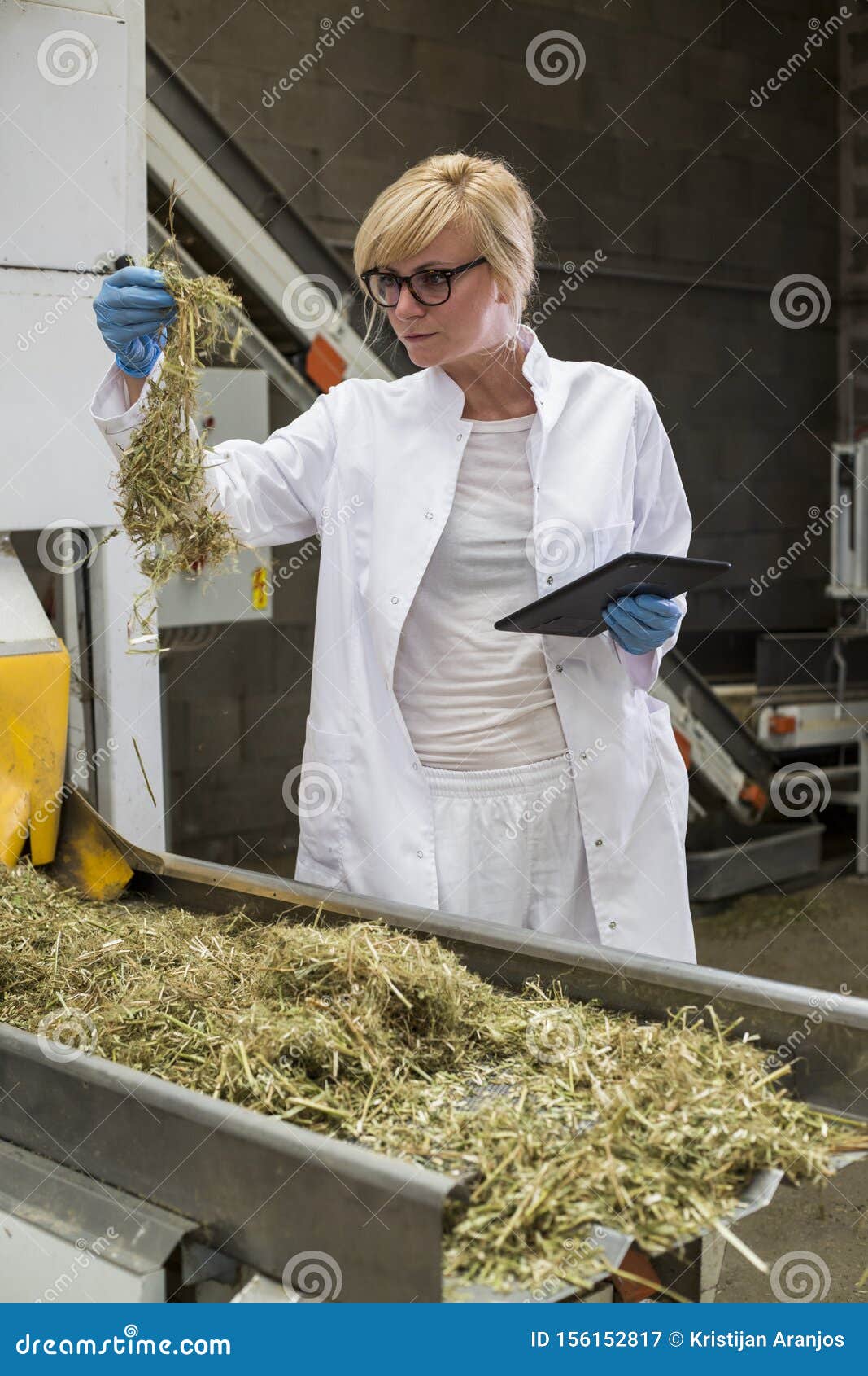 Scientist Observing Dry CBD Hemp Plants by the Sorting Machine in ...