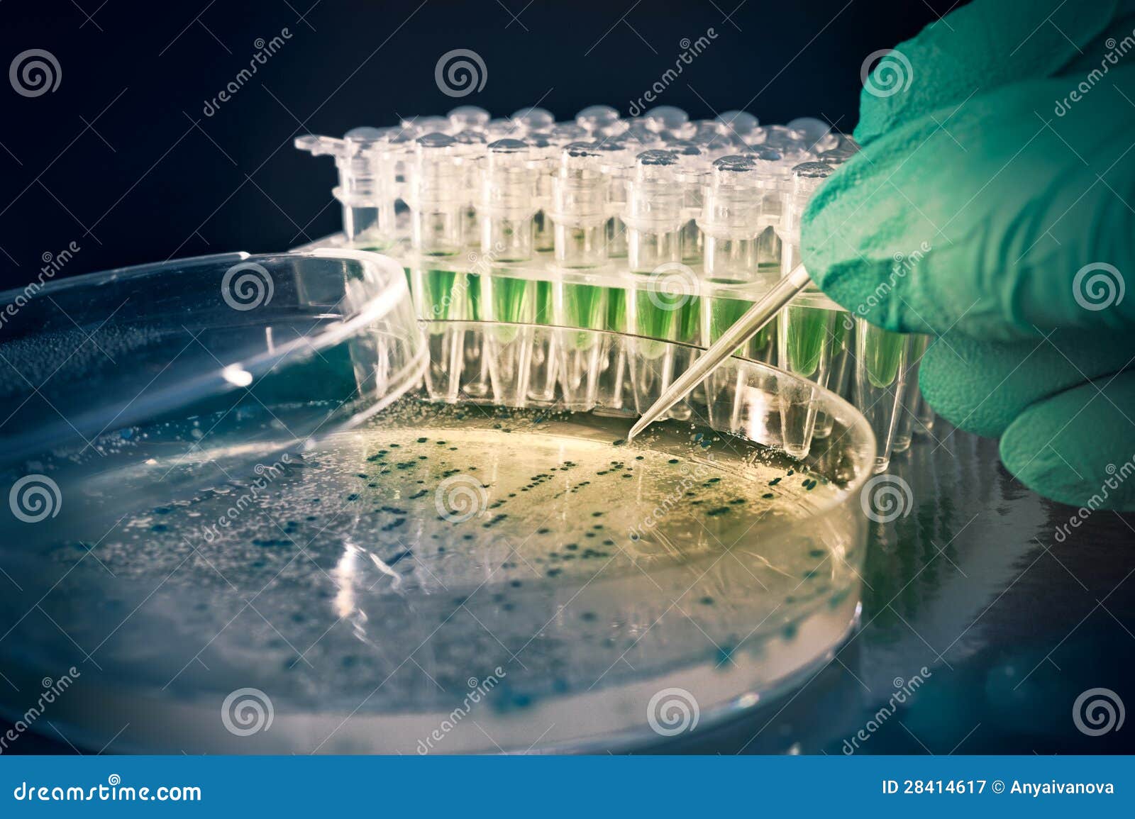 Scientist Picks Up Bacterial Colonies Stock Image - Image of ...