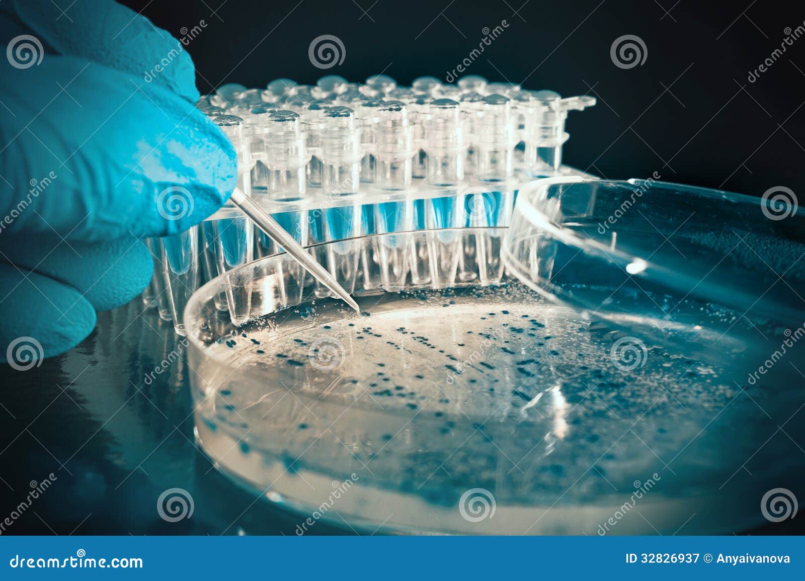 Scientist Picks Up Bacterial Colonies Stock Image - Image of agaragar ...