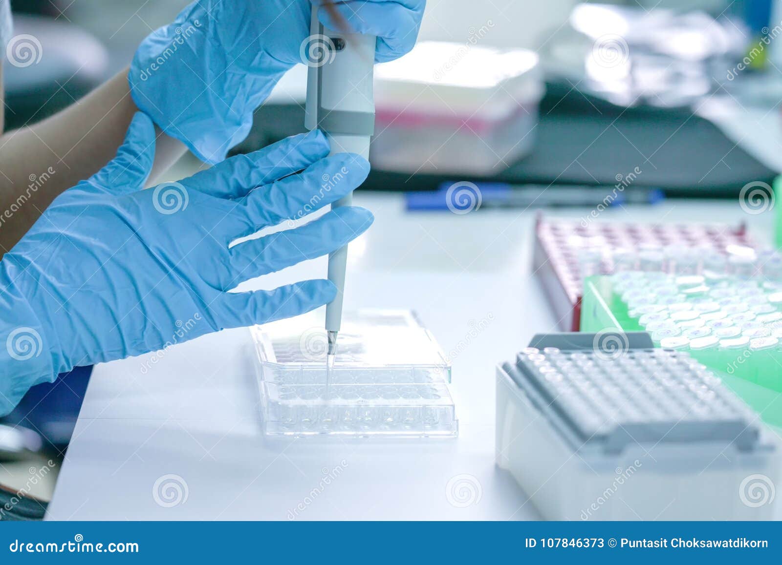 Scientist Pipette Dropping a Sample into a Test Microtiter Plate Stock ...