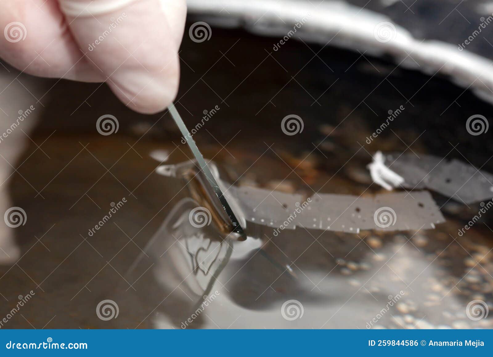 Scientist Preparing a Paraffin Embedded Tissue for Pathology Analysis. Floating Method for ...