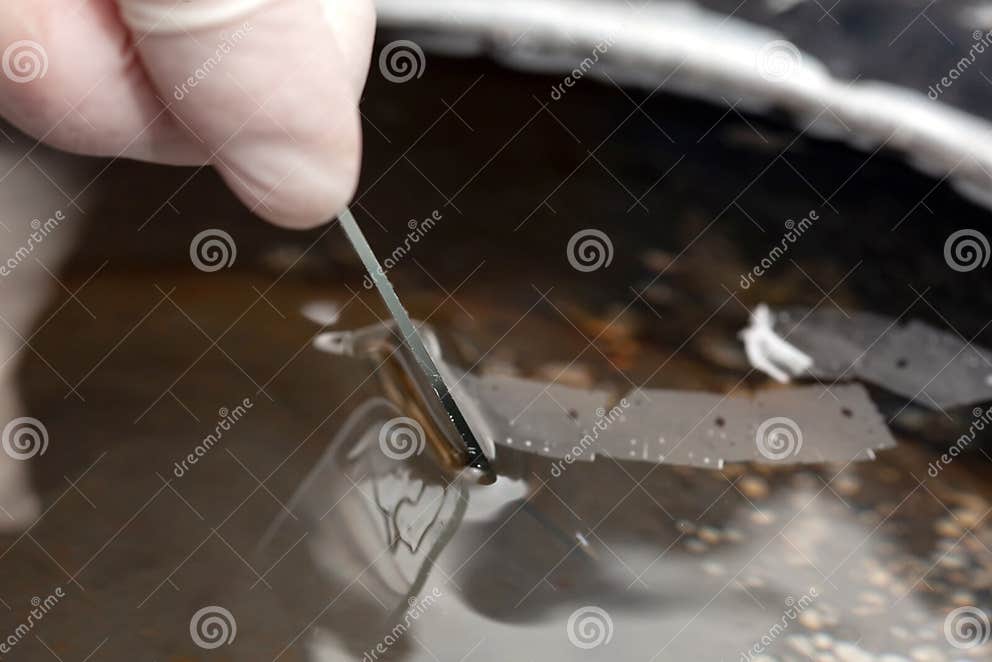 Scientist Preparing a Paraffin Embedded Tissue for Pathology Analysis ...