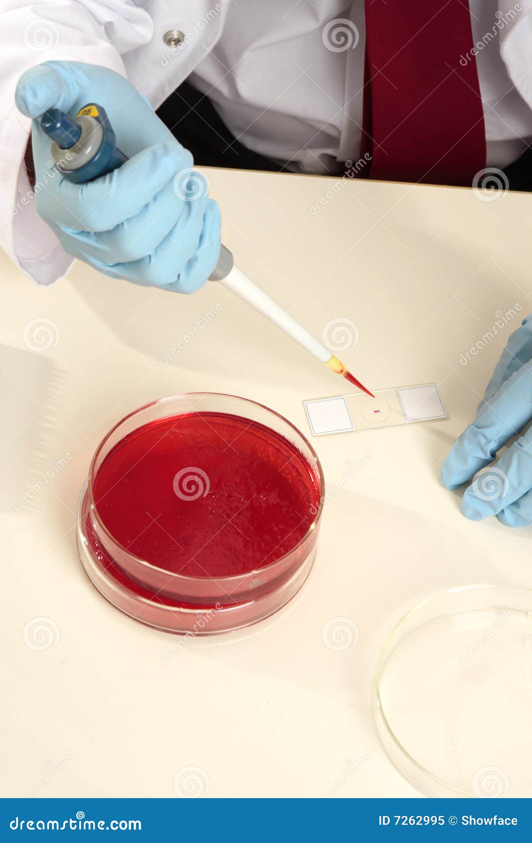 Scientist Preparing a Slide Stock Image - Image of microbiology ...