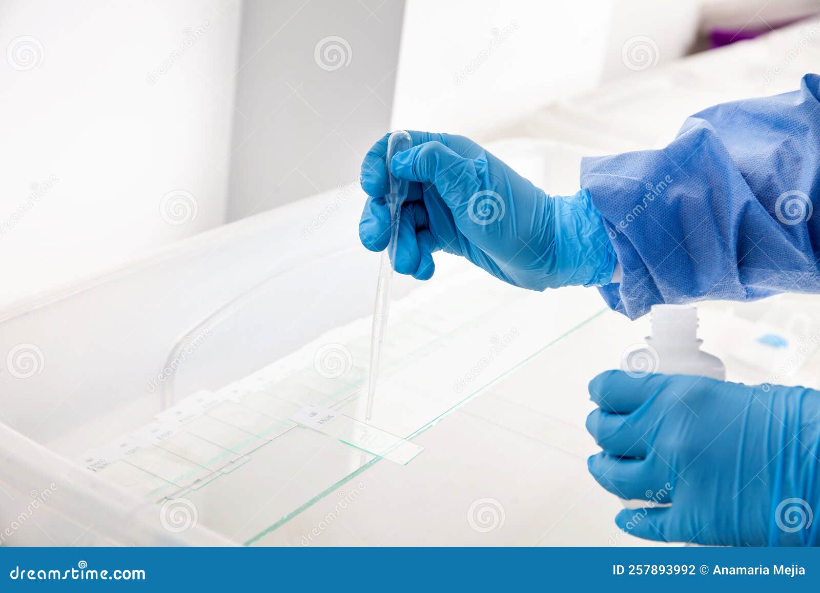 Scientist Preparing Slides with Paraffin Embedded Tissue Samples for ...