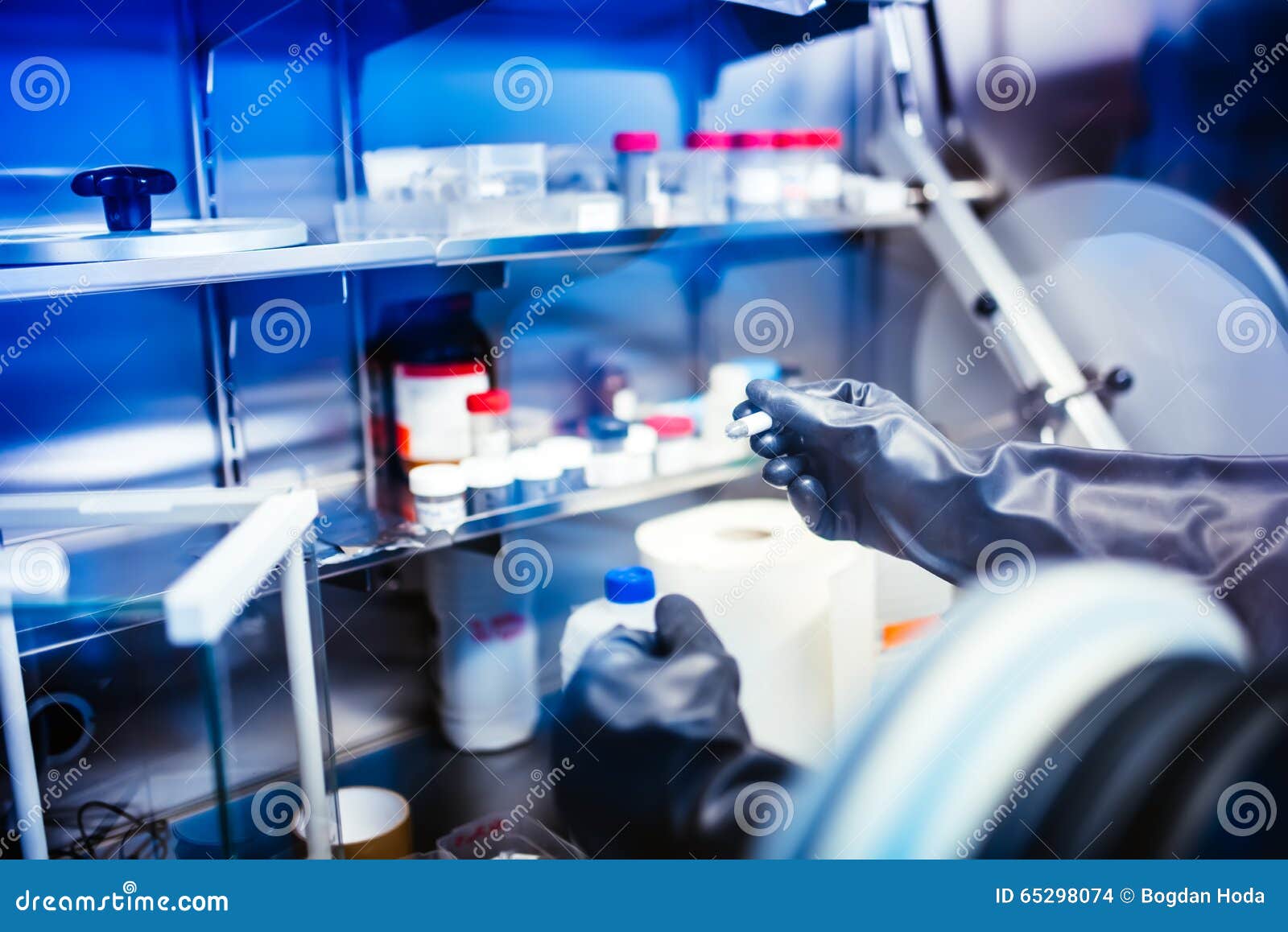 Scientist with Protective Robber Gloves for Handling Dangerous ...